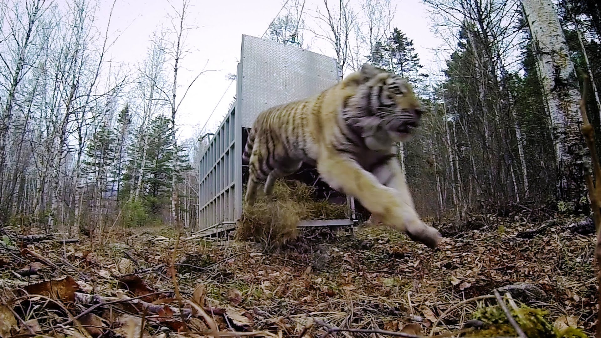 GoPro: Siberian Tiger Release - A Rare Sight | GoPro Times