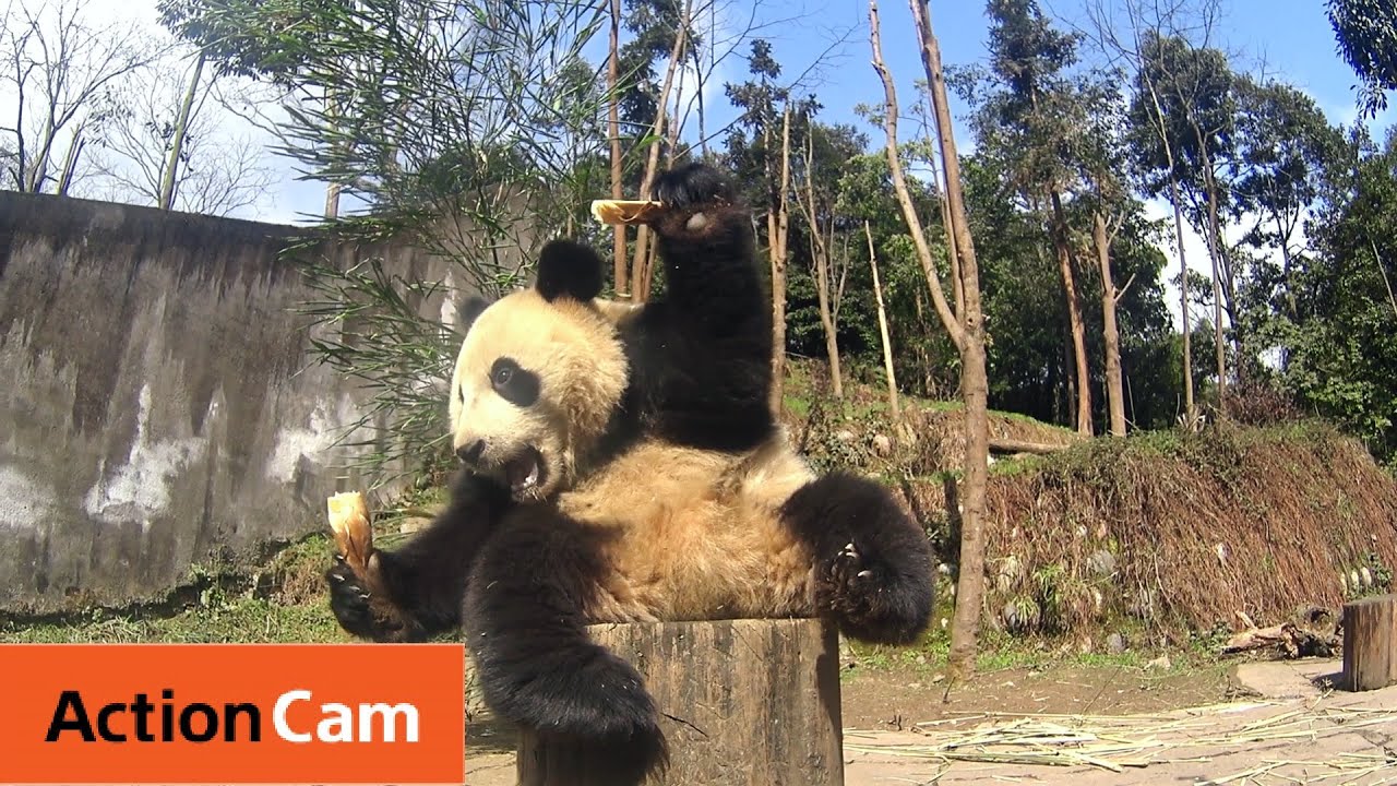 Action Cam | Panda Fail in Slo-Mo | Panda Cam No.1 | パンダ | Sony | GoPro ...