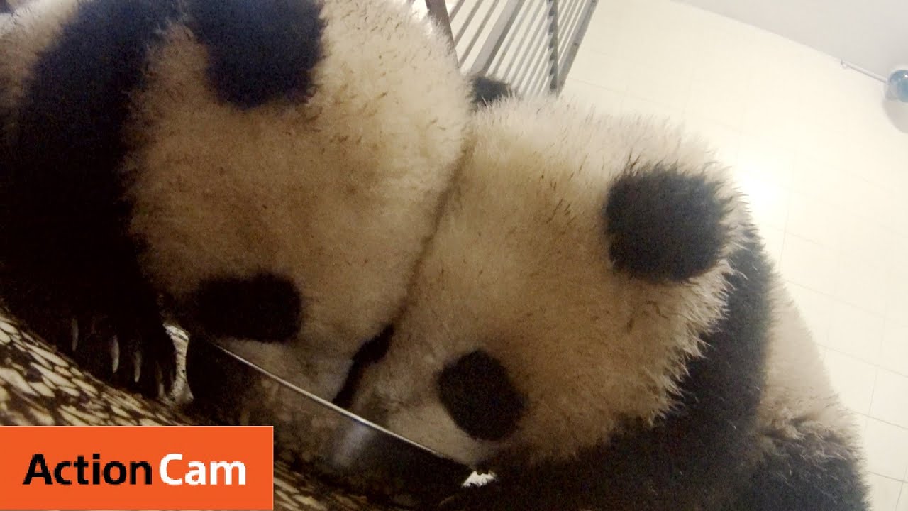 Action Cam | When a Bowl of Milk Ain’t Enough | Panda Cam No.8 | パンダ ...