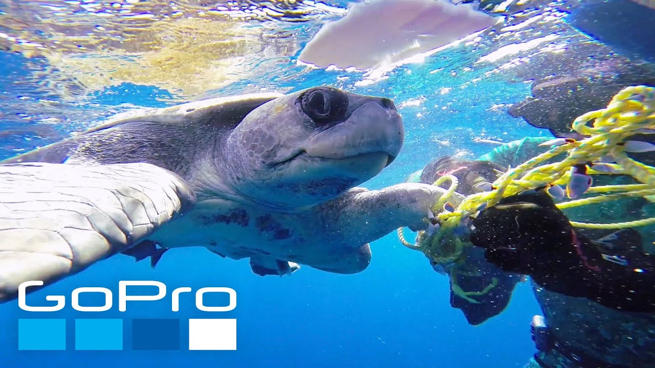 GoPro: Top 10 Underwater Moments | GoPro Times