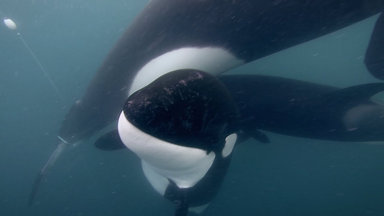 GoPro: Orca Rescue in 4K | GoPro Times